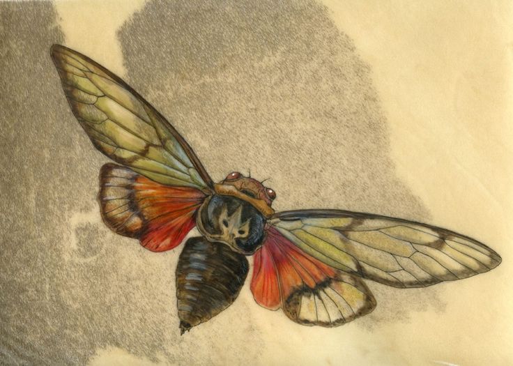 The Song of Cicada | Teddy Dondanville